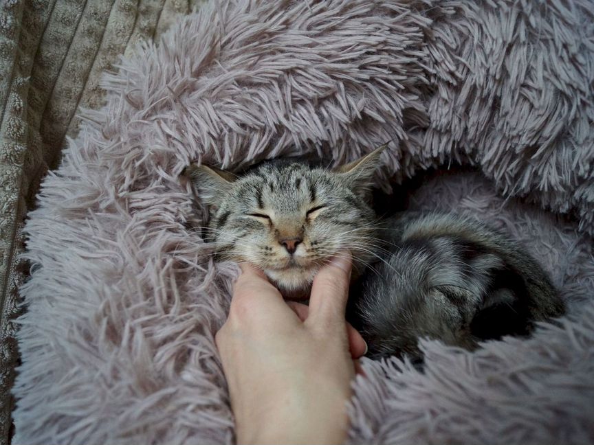 Котёнок Девочка