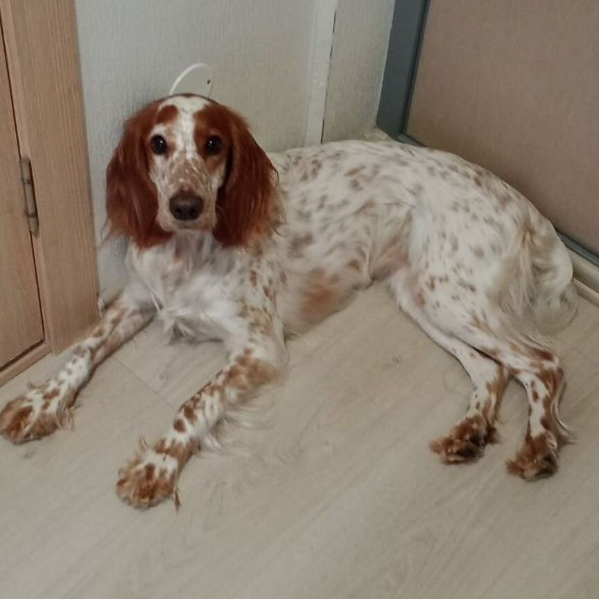 Русский охотничий спаниель, взрослая собака