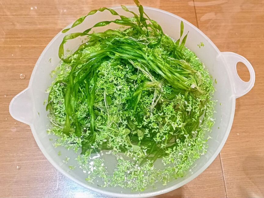 Прополка бакопа, валлиснерия, ряска