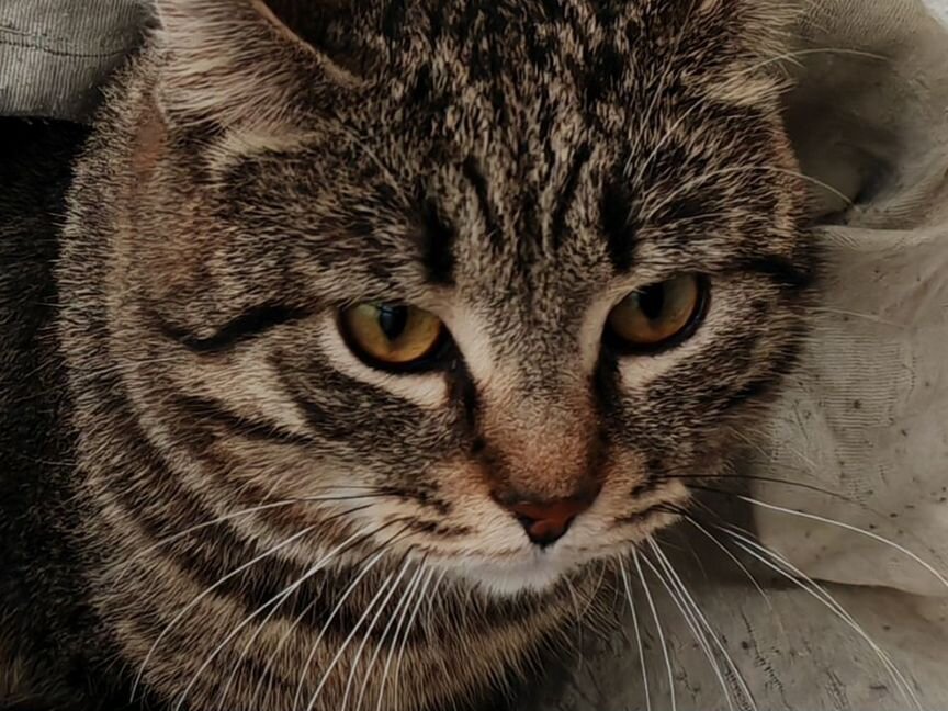 Кот в добрые руки