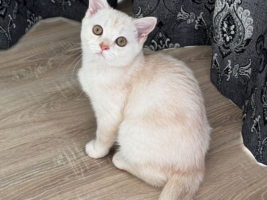 Котенок