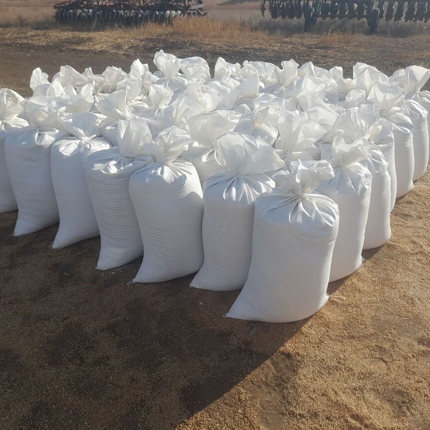 Пшеница озимая