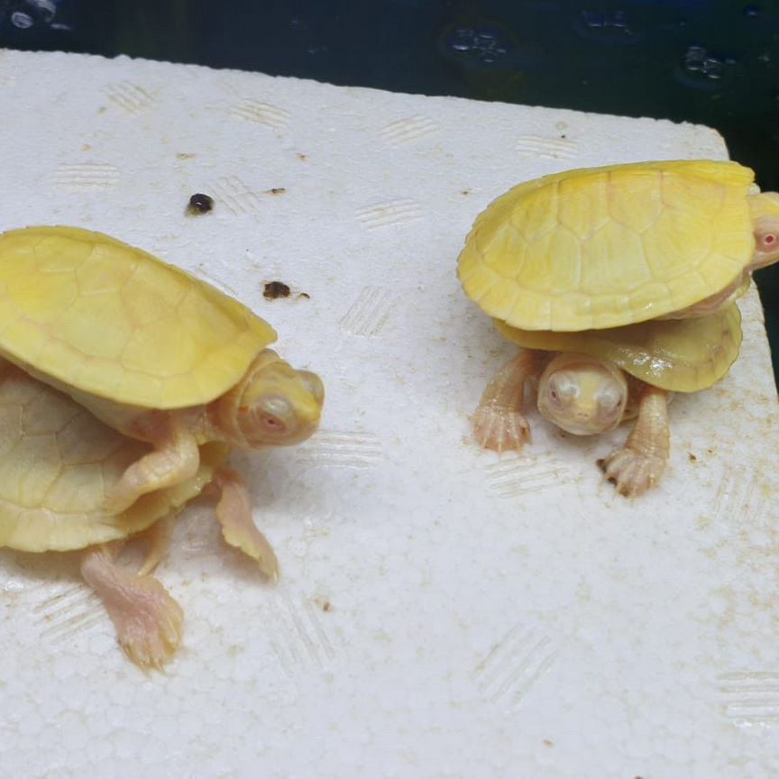 Черепаха Альбинос