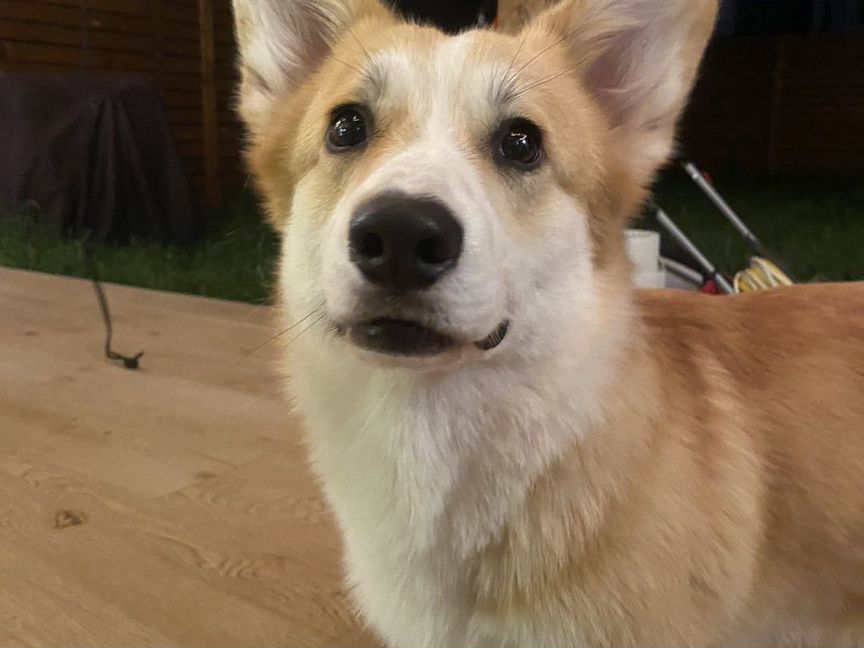 Вельш-корги пемброк вязка бесплатно