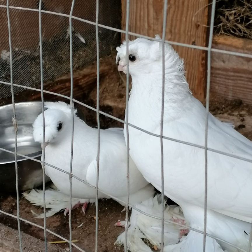 Продажа голубей