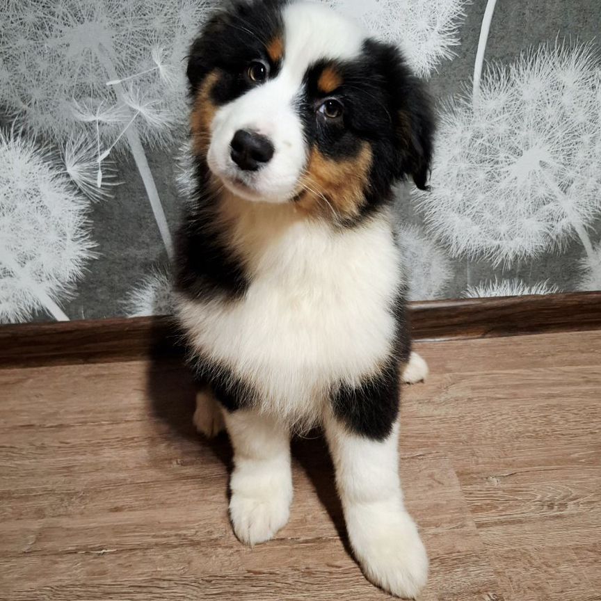 Австралийская овчарка, щенок