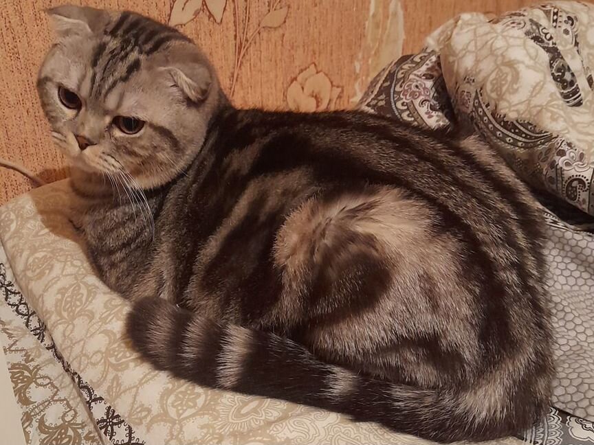 Продаётся котик