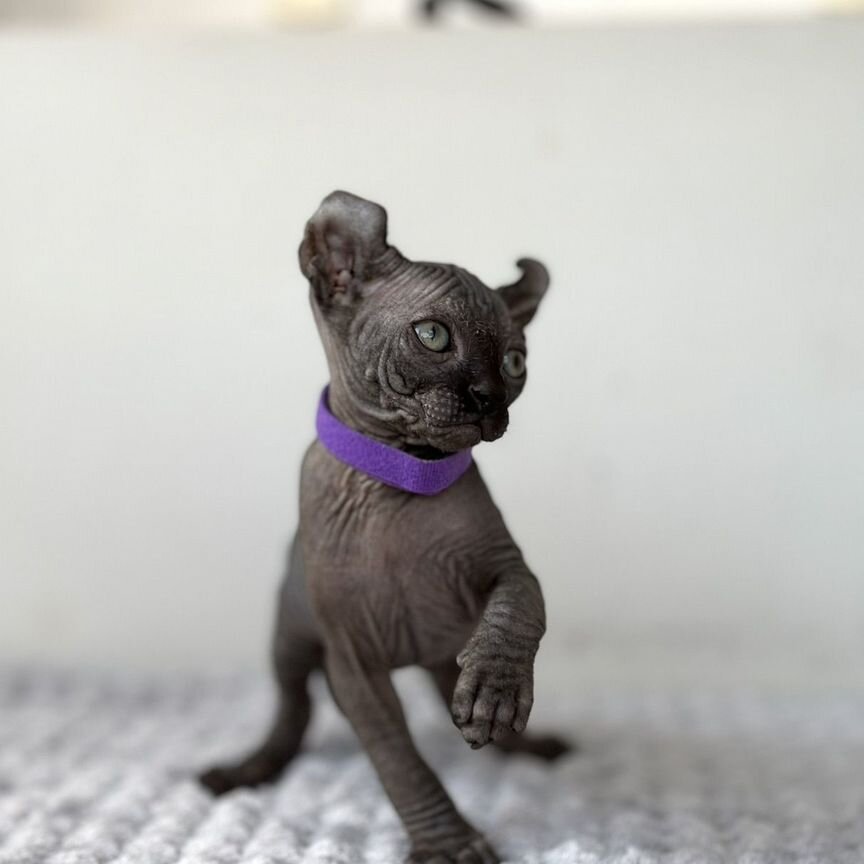 Роскошный эльф