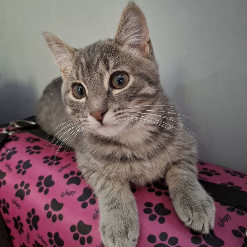 Котёнок в добрые руки