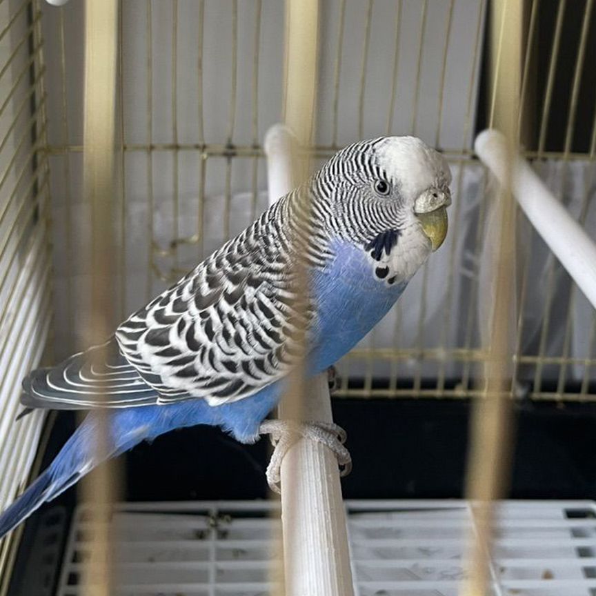 Волнистый попугай