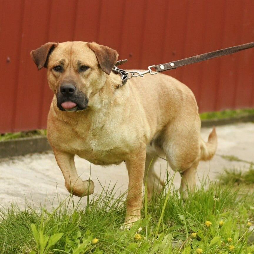 Собака метис бульмастифа в добрые руки