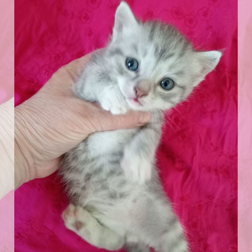 Котёнок в добрые руки