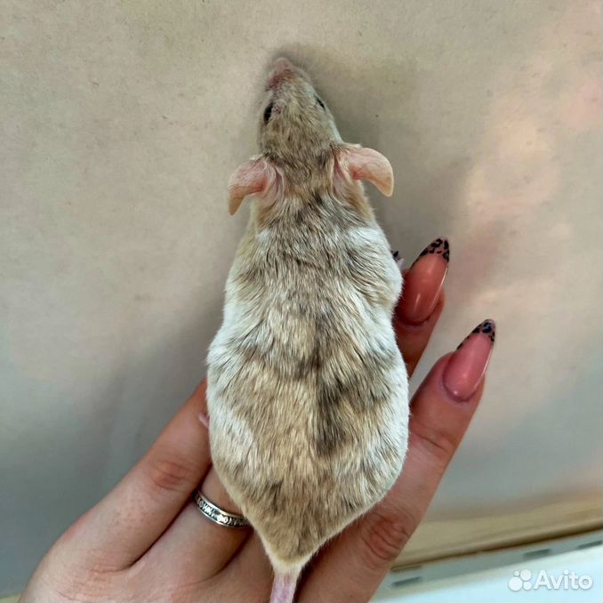 Декоративные мыши