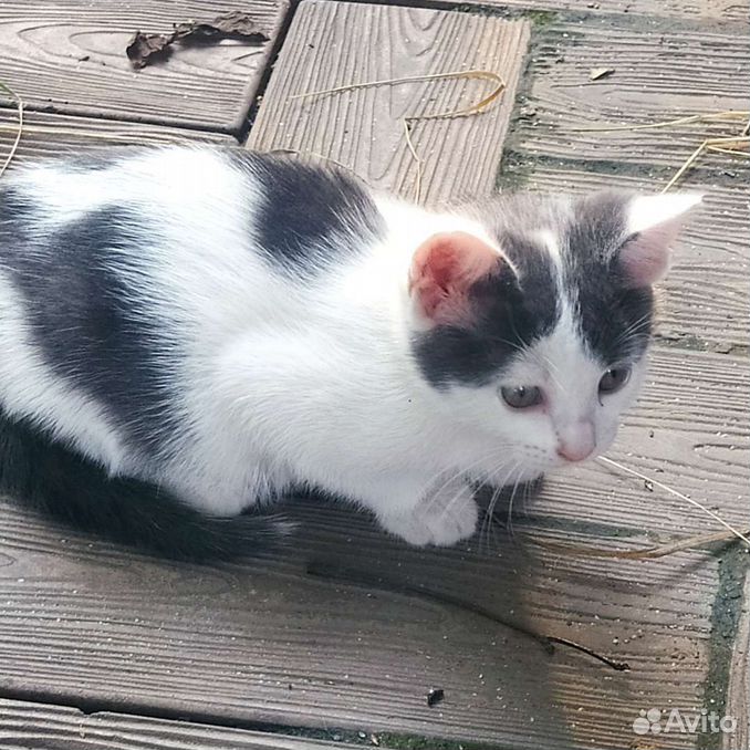 Два котёнка девочки ищут дом. Привезу куда нужно