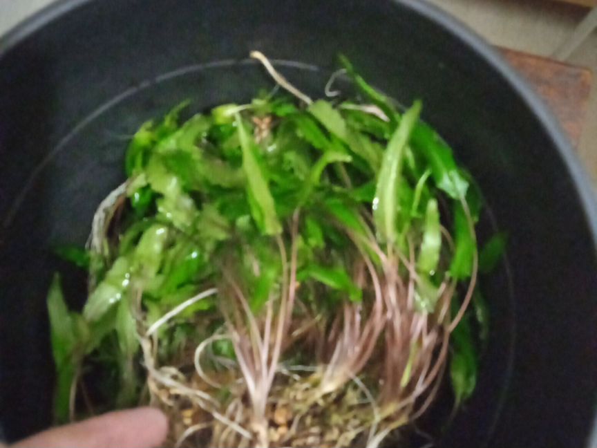 Растения для аквариума