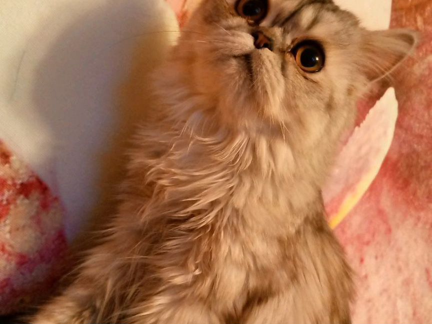 Персидская