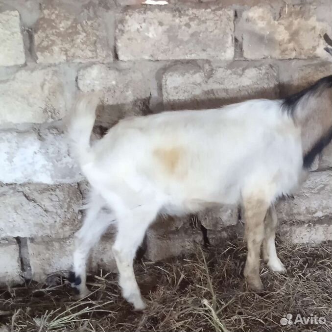 Бурский козлик