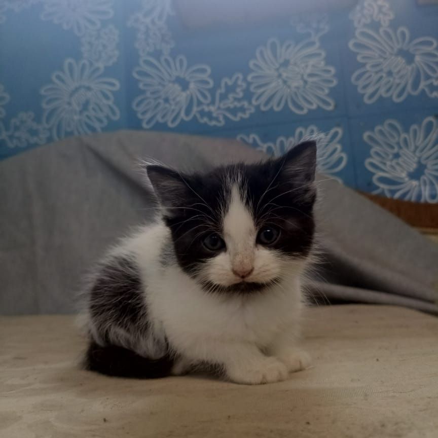 Котёнок девочка в добрые руки