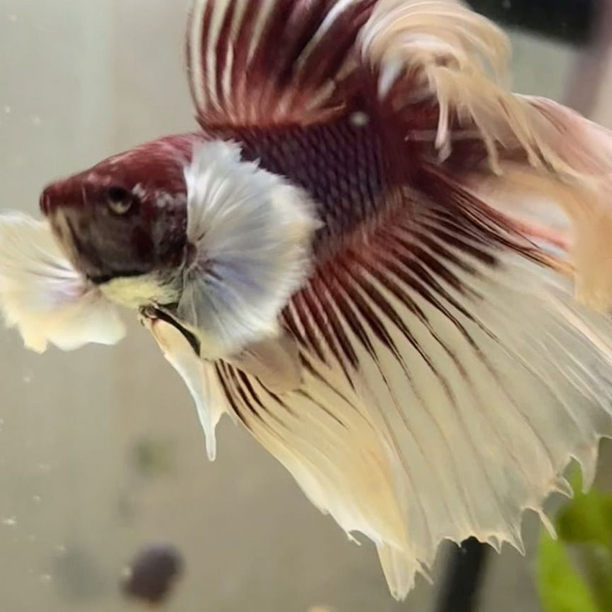 Петушки халф мун дамбо (слоновье ухо)