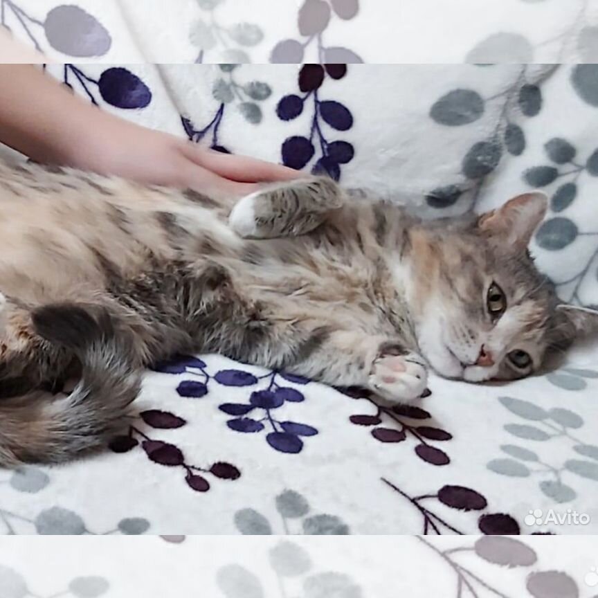 Милая кошечка грустит и ждет