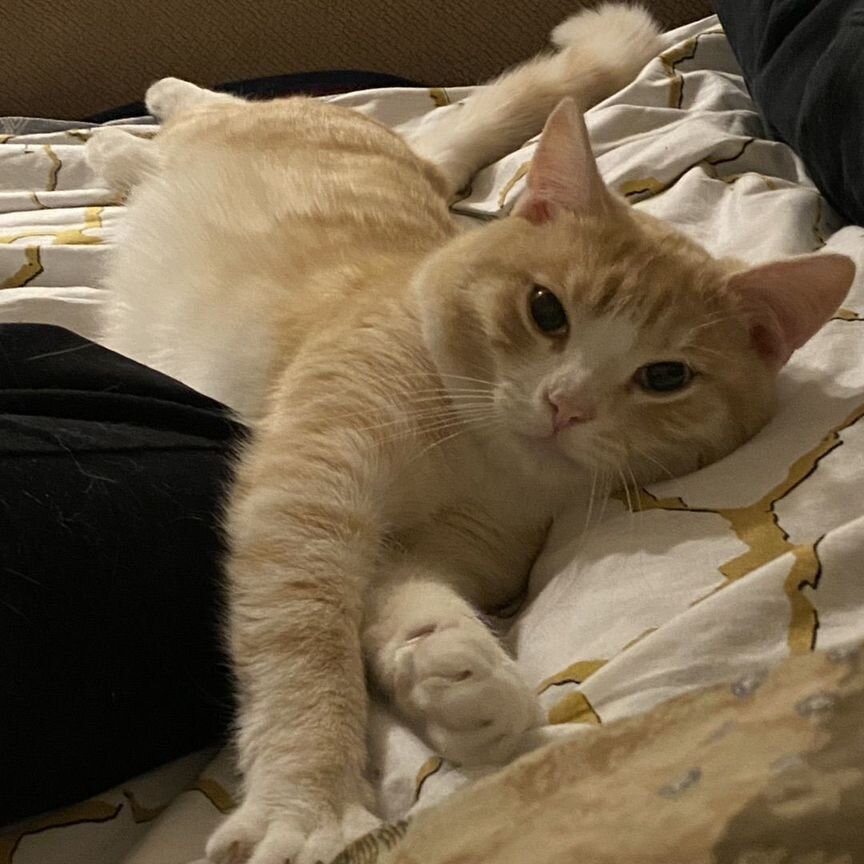 Отдам в добрые руки