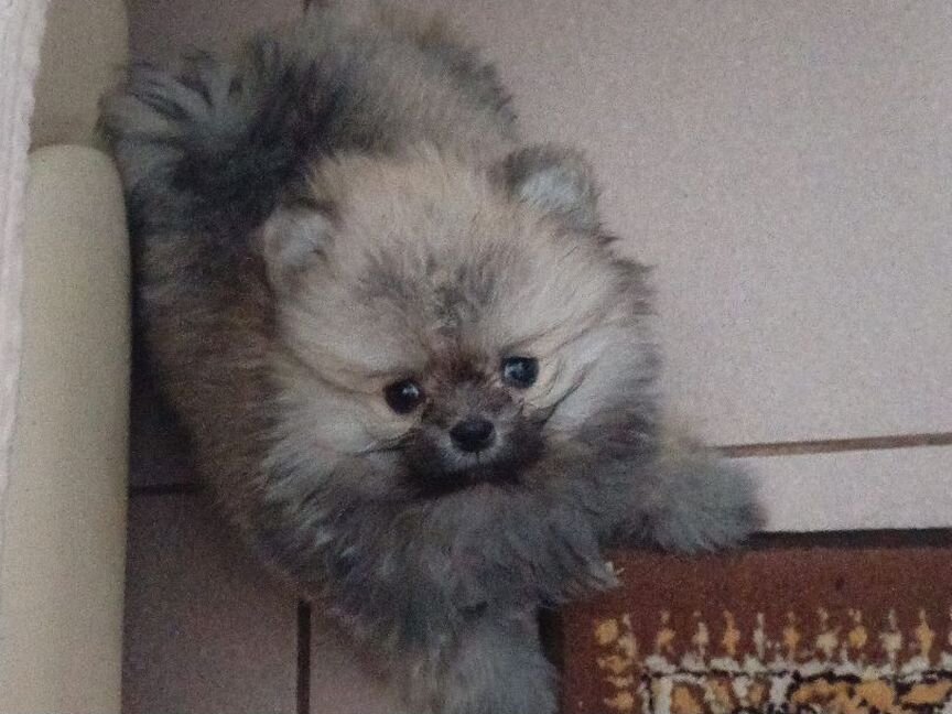 Шпиц