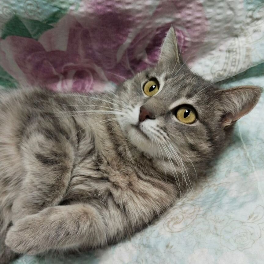 Лапочка ищет добрые ручки