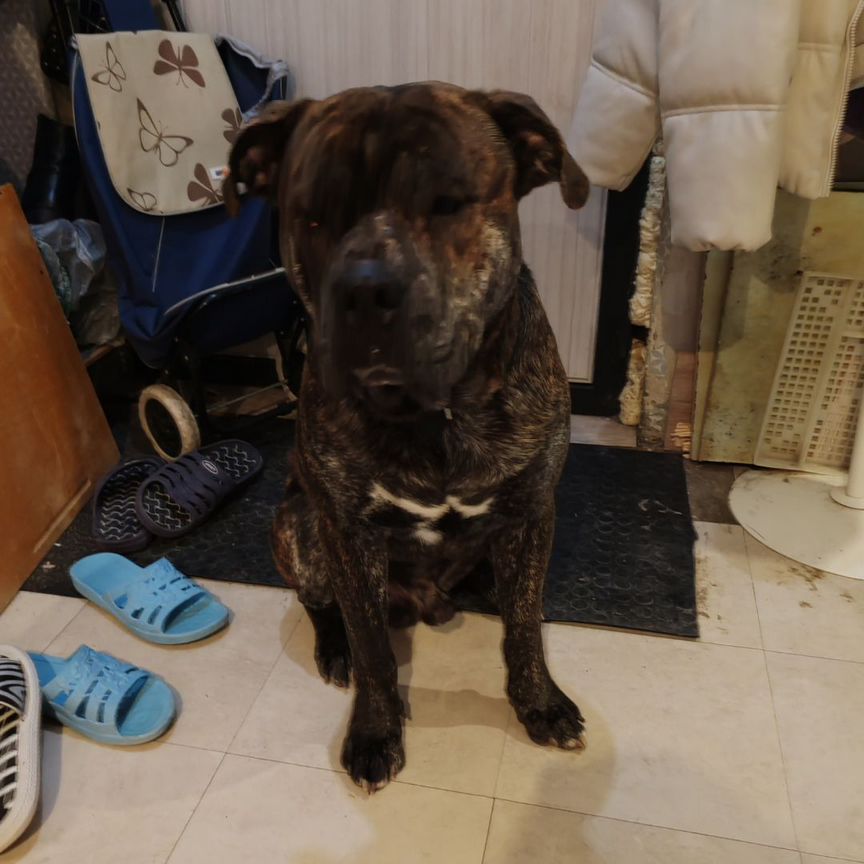 Кабель Кадебо в хорошие руки