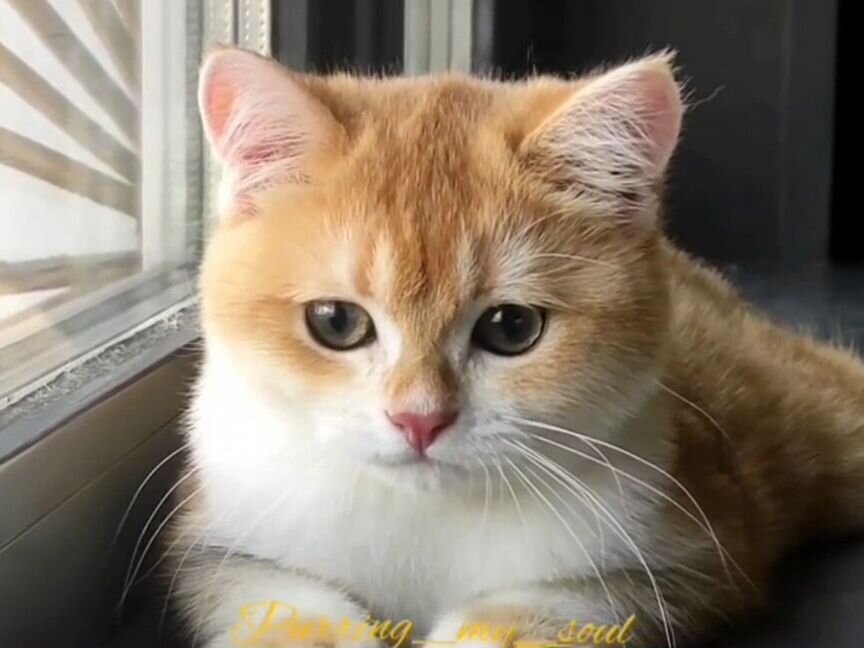 Золотая шиншилла, 6 мес, котик ny12, в разведение