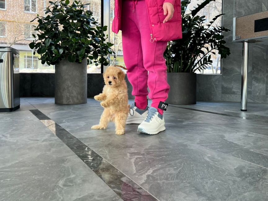 Мальтипу ф1