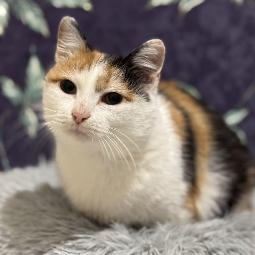 Взрослая кошка в добрые руки