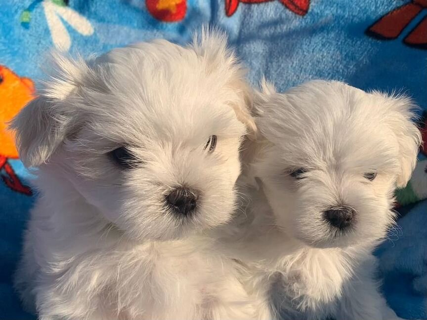 Мальтийская болонка / Щенки