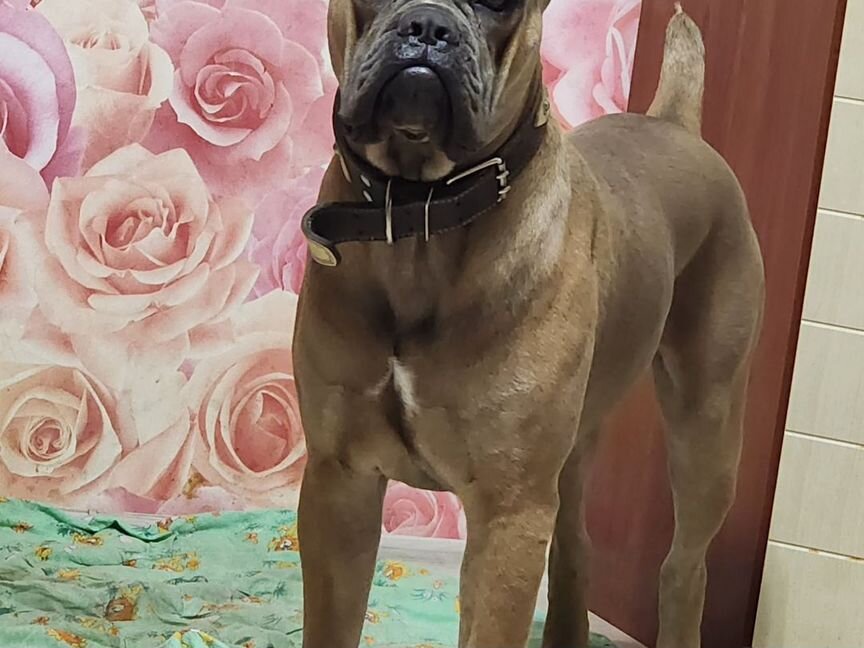 Кане Корсо в добрые руки