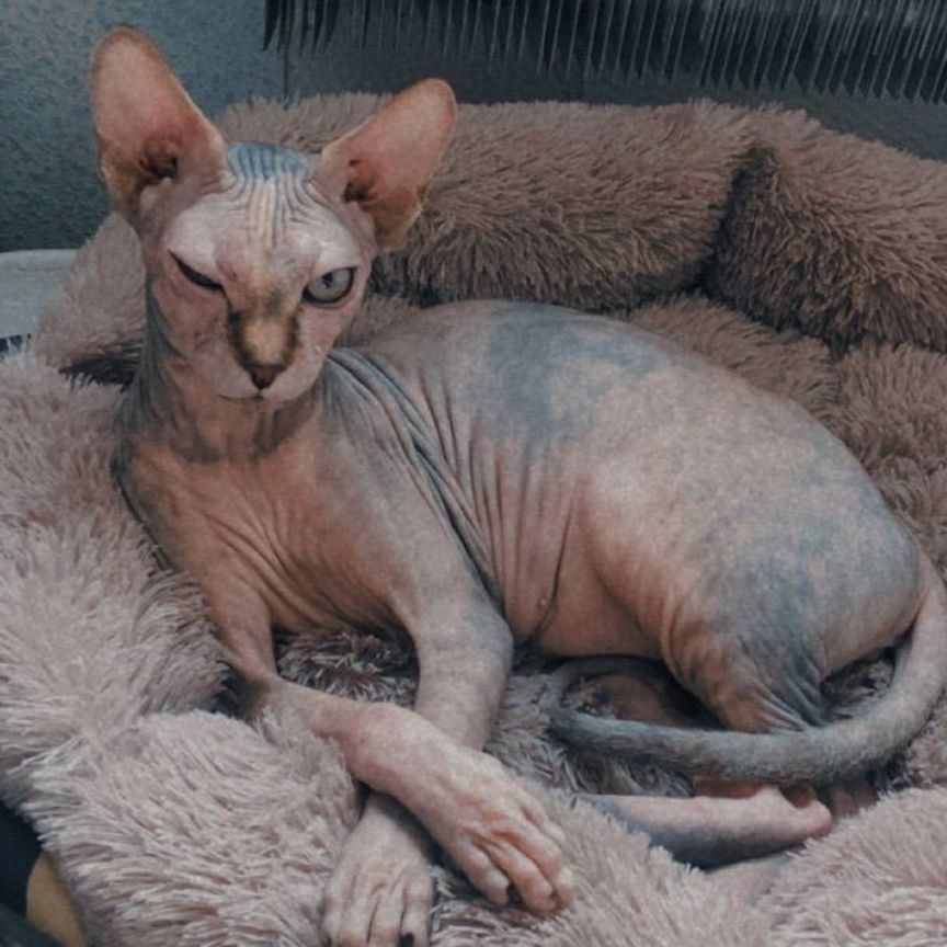 Канадский сфинкс, взрослая кошка