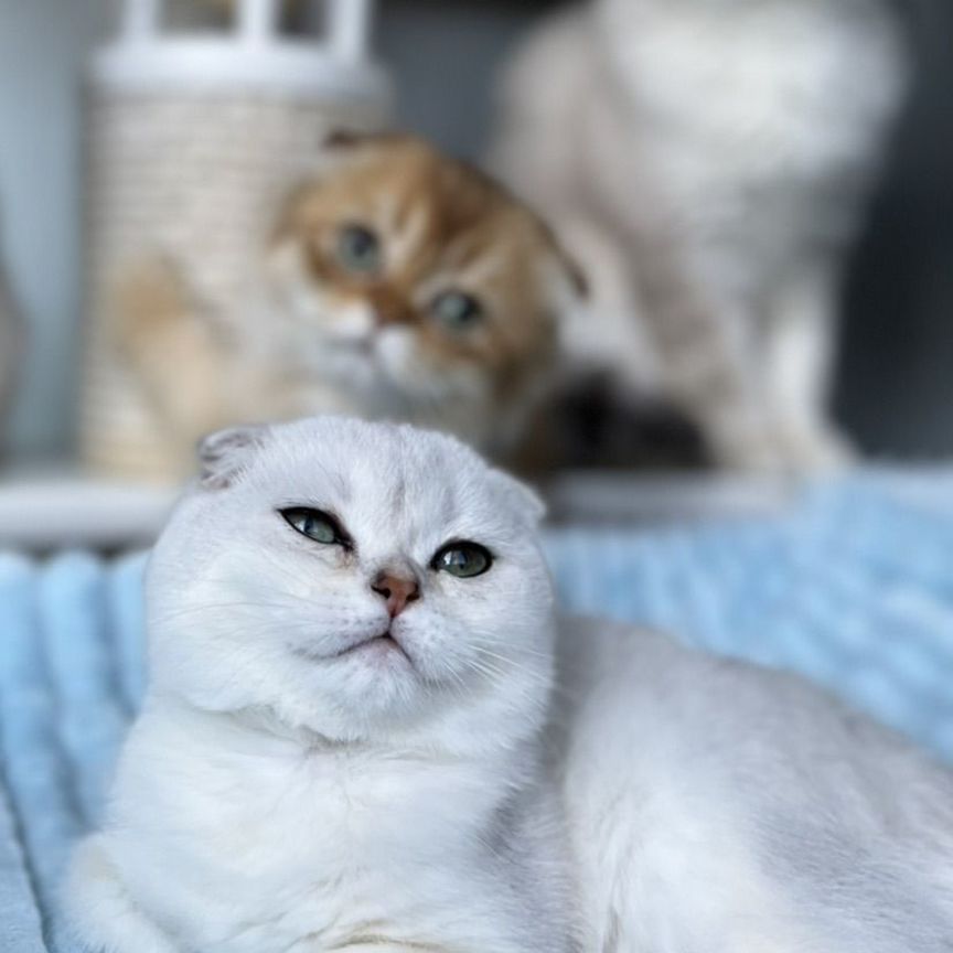 Вислоухий серебристый кот