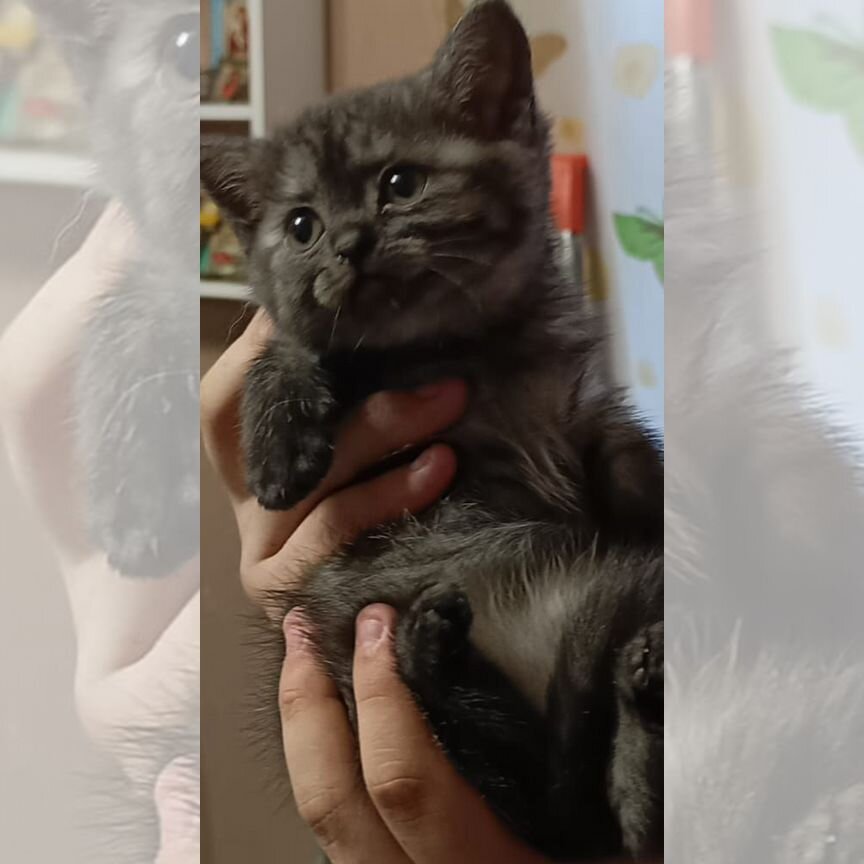Шотландские котята метисы