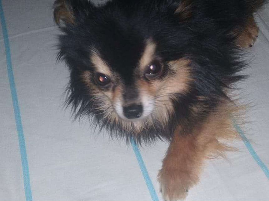 Щенки чихуахуа мини девочки