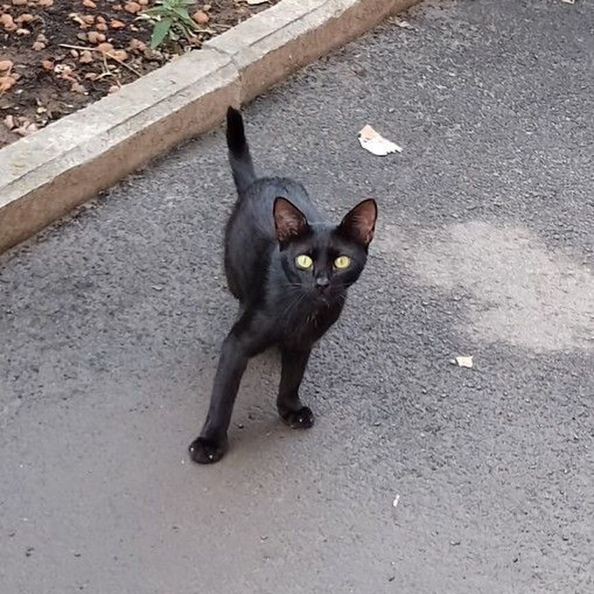 Котёнок в добрые руки