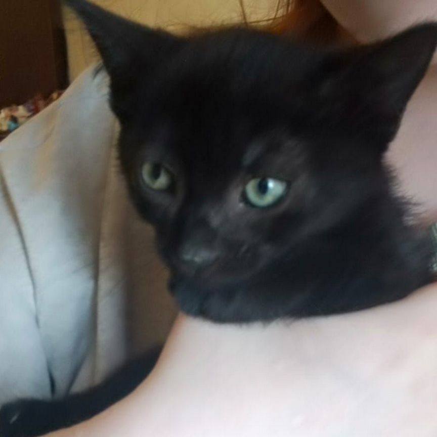 Котёнок в добрые руки
