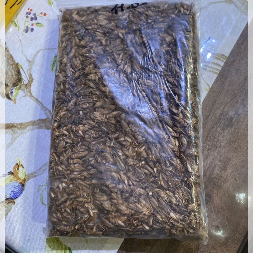 Сверчки домовые замороженные