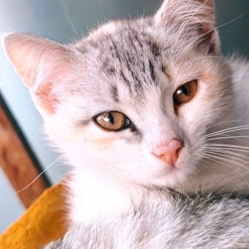 Котенок котенок котенок котенок котенок котенок