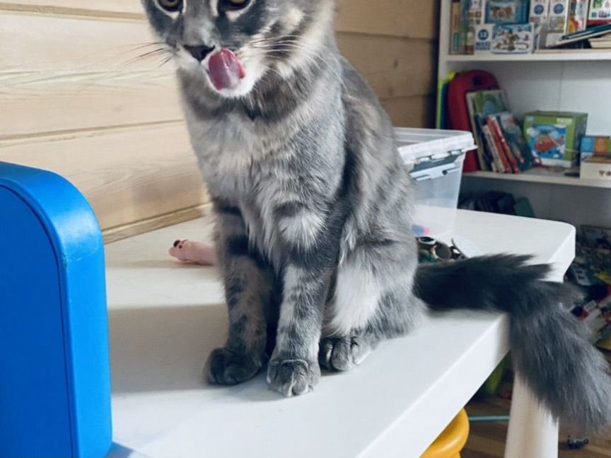 Кошка мейкун бесплатно