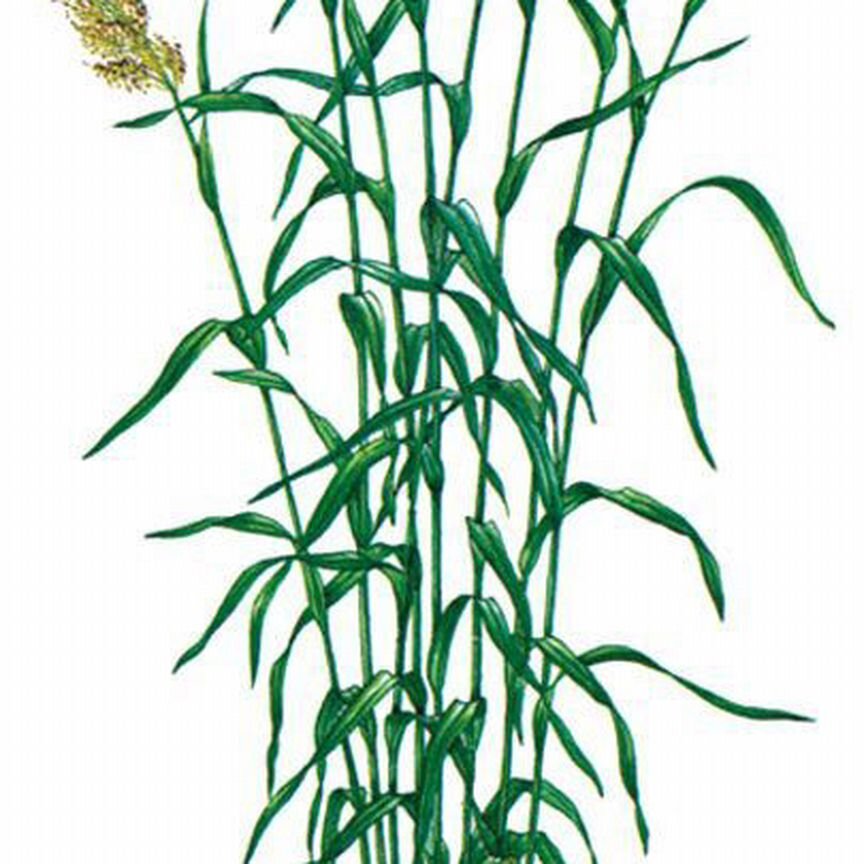 Суданская трава в тюках