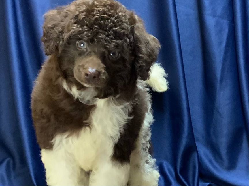 Той-пудель мальчик бело коричневый