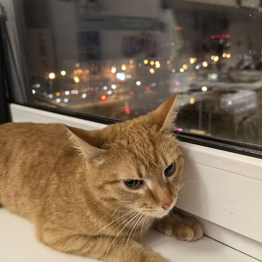 Рыжая кошка девочка
