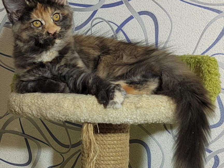 Котята мейн-кун