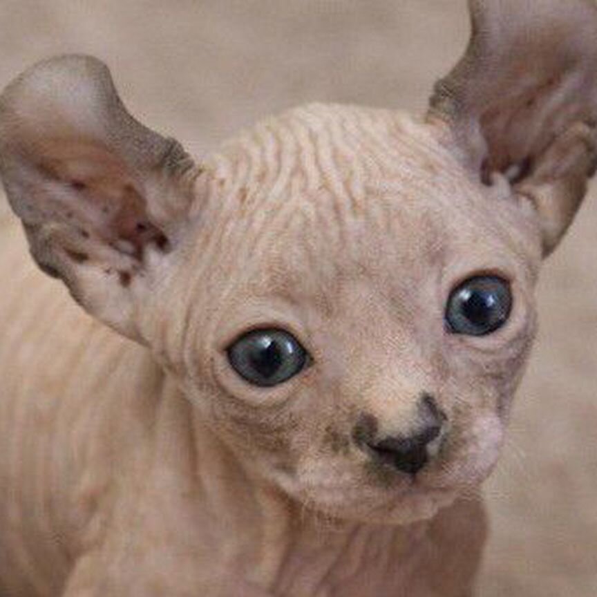 Канадский сфинкс котёнок