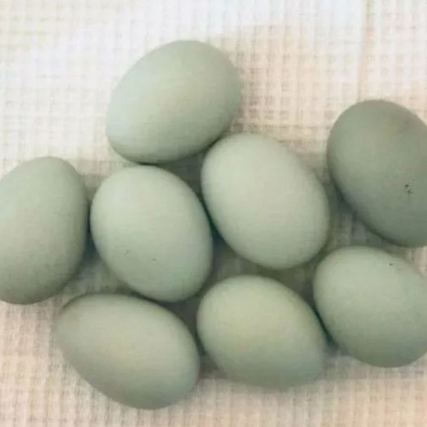 Продам петуха и курочек