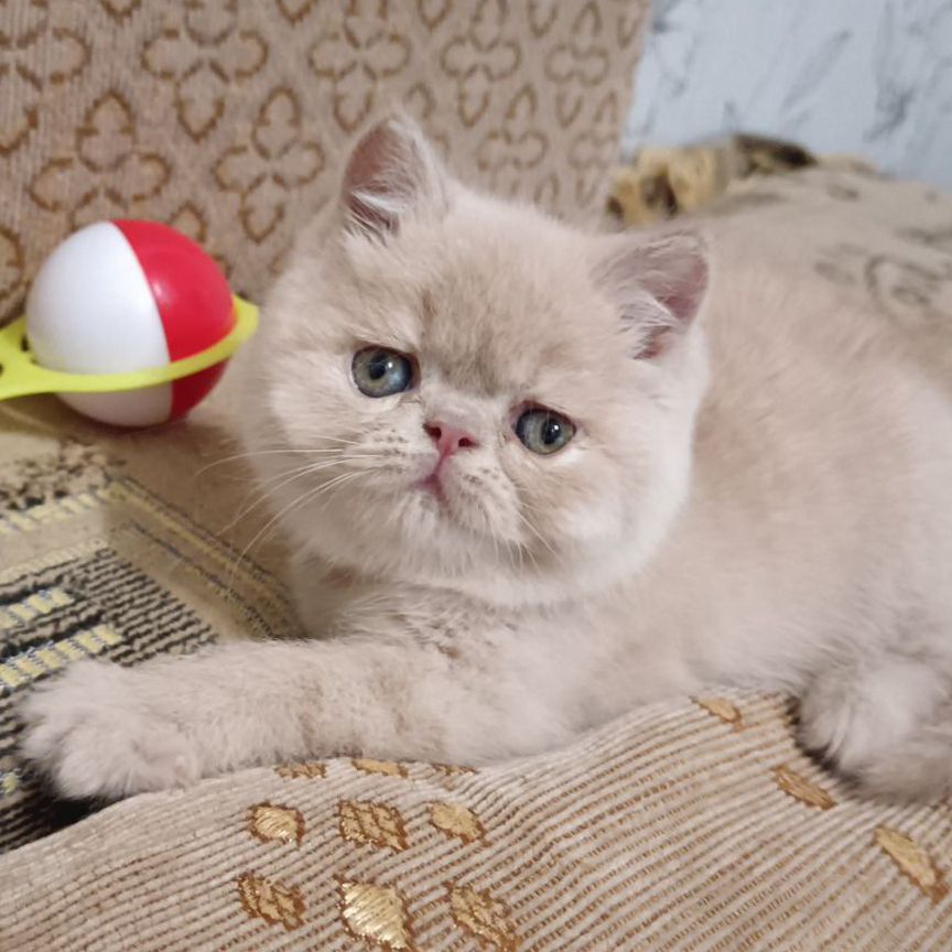 Плюшевая экзоточка