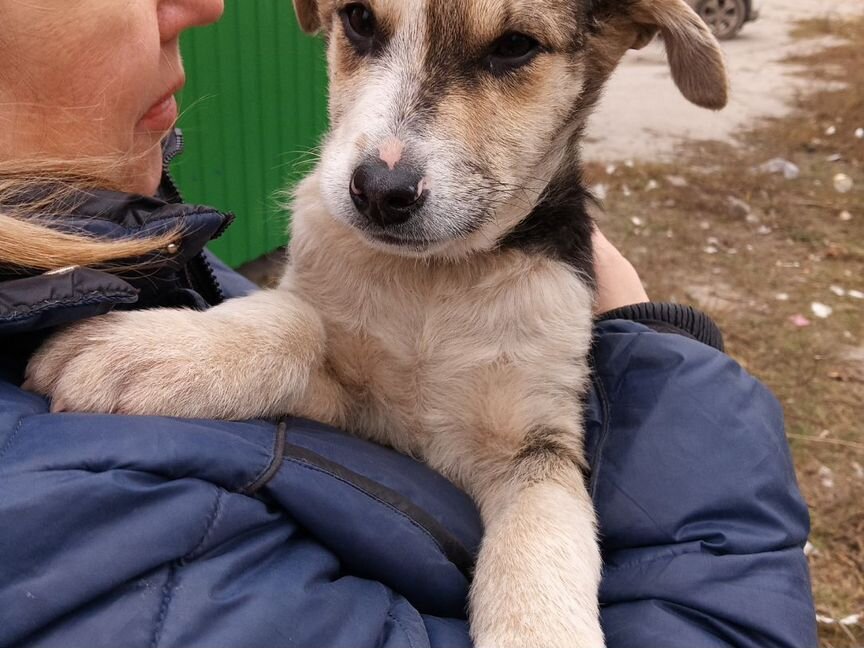 Классный пацан в добрые руки